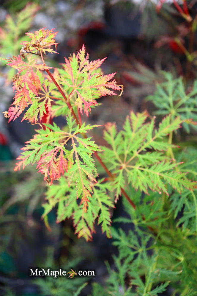 Buy-Acer palmatum 'Filigree Rouge' Weeping Japanese Maple — Mr Maple ...