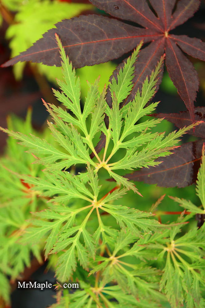 Buy-Acer palmatum 'Filigree Rouge' Weeping Japanese Maple — Mr Maple ...