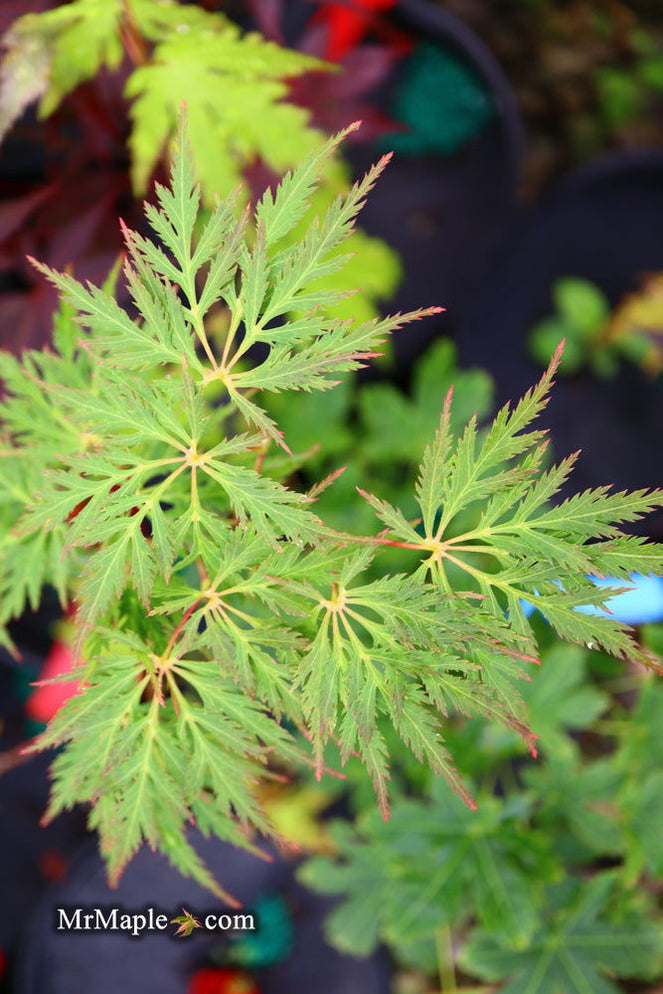 Buy-Acer palmatum 'Filigree Rouge' Weeping Japanese Maple — Mr Maple ...