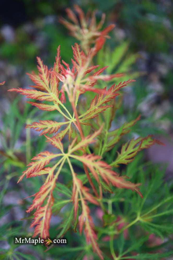Buy-Acer palmatum 'Filigree Rouge' Weeping Japanese Maple — Mr Maple ...