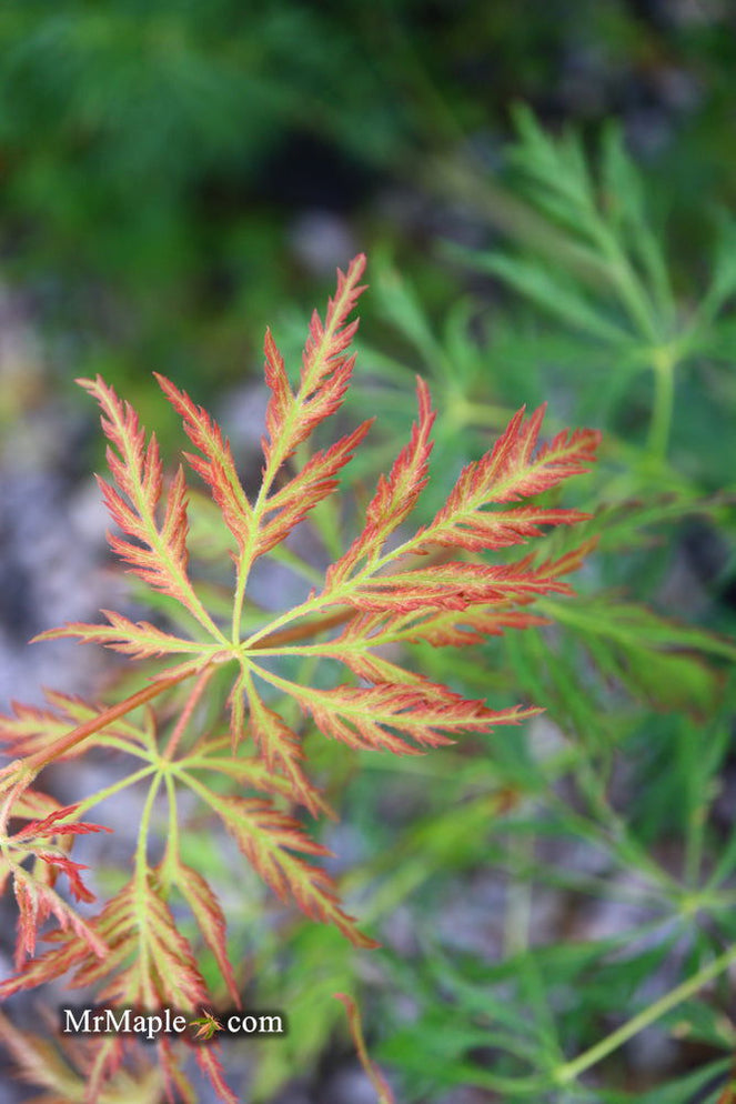 Buy-Acer palmatum 'Filigree Rouge' Weeping Japanese Maple — Mr Maple ...