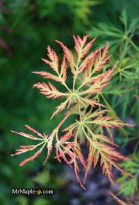 Buy-Acer palmatum 'Filigree Rouge' Weeping Japanese Maple — Mr Maple ...