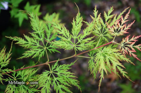 Buy-Acer palmatum 'Filigree Rouge' Weeping Japanese Maple — Mr Maple ...