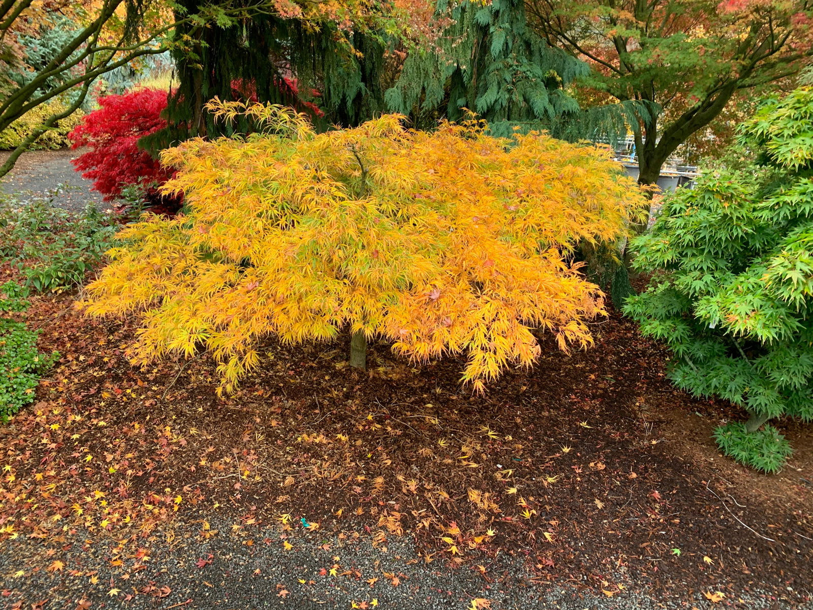 Buy Green Japanese Maples — Mr Maple │ Buy Japanese Maple Trees