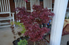 Buy Acer palmatum 'Fireball' Dwarf Japanese Maple — Mr Maple │ Buy ...