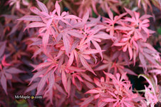 Buy Acer palmatum 'Fireball' Dwarf Japanese Maple — Mr Maple │ Buy ...