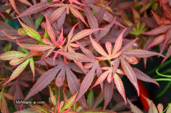 Buy Acer palmatum 'Fireball' Dwarf Japanese Maple — Mr Maple │ Buy ...
