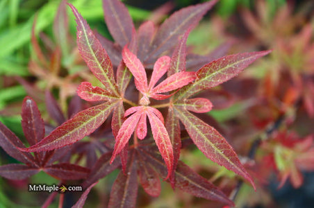 Buy Acer palmatum 'Fireball' Dwarf Japanese Maple — Mr Maple │ Buy ...