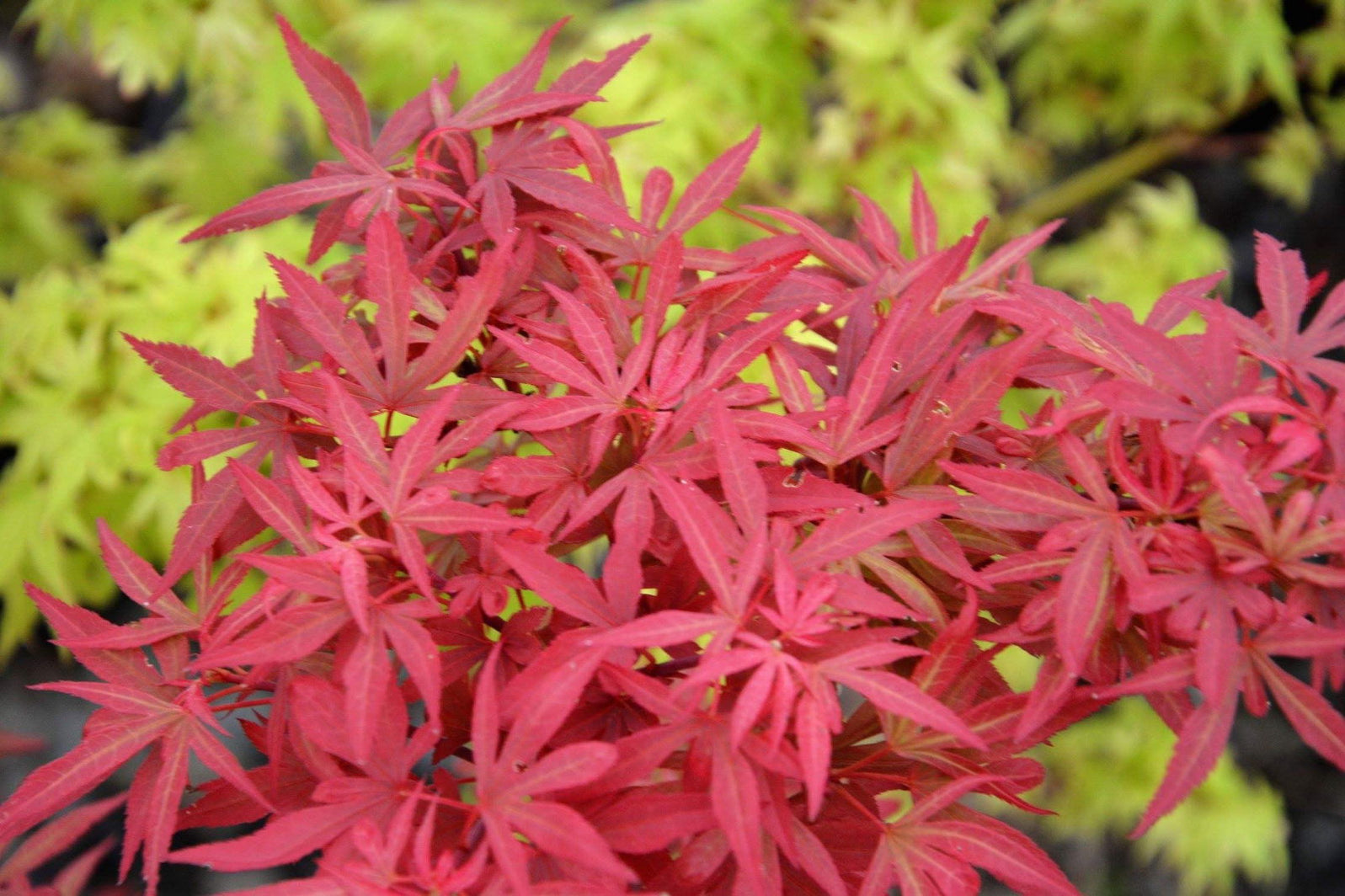 Buy Acer palmatum 'Fireball' Dwarf Japanese Maple — Mr Maple │ Buy ...