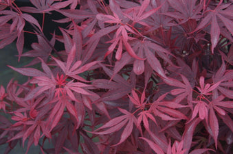 Buy Acer palmatum 'Fireball' Dwarf Japanese Maple — Mr Maple │ Buy ...