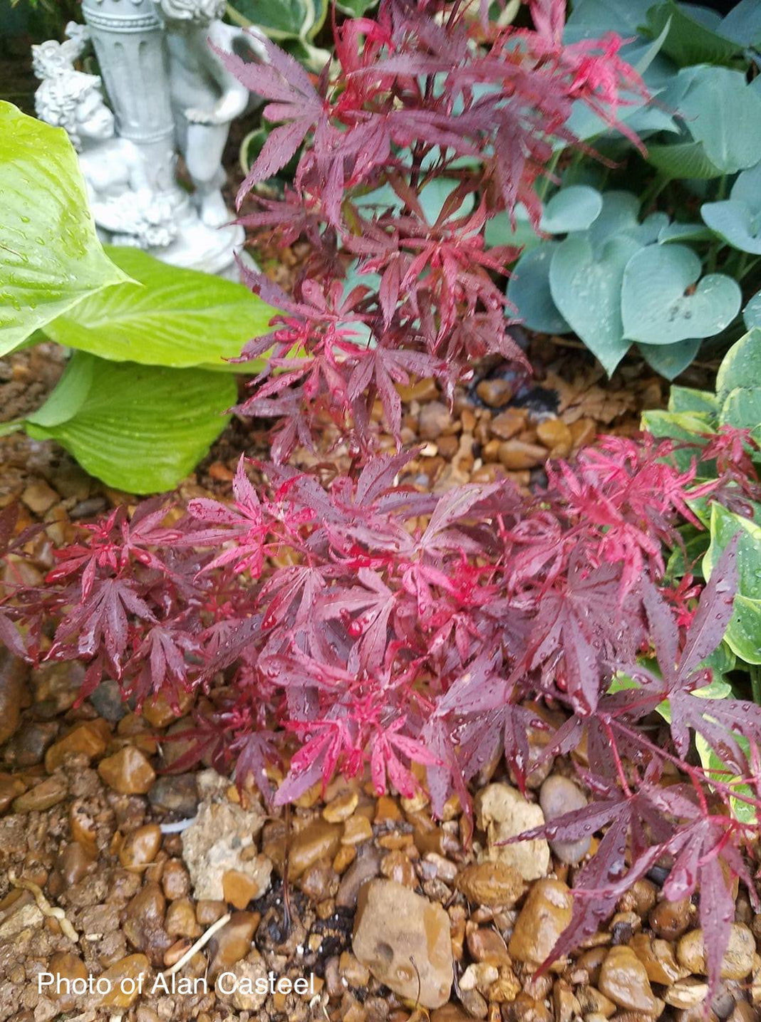 Buy Acer palmatum 'Fireball' Dwarf Japanese Maple — Mr Maple │ Buy ...
