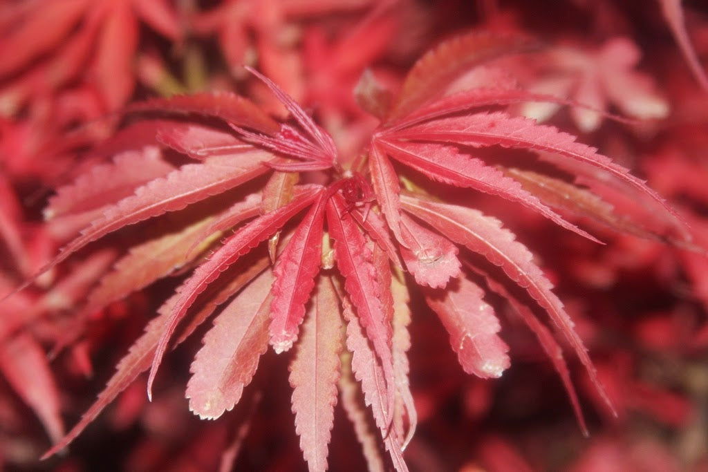 Buy Acer palmatum 'Fireball' Dwarf Japanese Maple — Mr Maple │ Buy ...