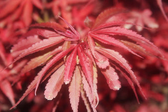 Buy Acer palmatum 'Fireball' Dwarf Japanese Maple — Mr Maple │ Buy ...