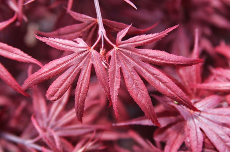 Buy Acer palmatum 'Fireball' Dwarf Japanese Maple — Mr Maple │ Buy ...