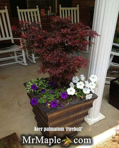 Buy Acer palmatum 'Fireball' Dwarf Japanese Maple — Mr Maple │ Buy ...