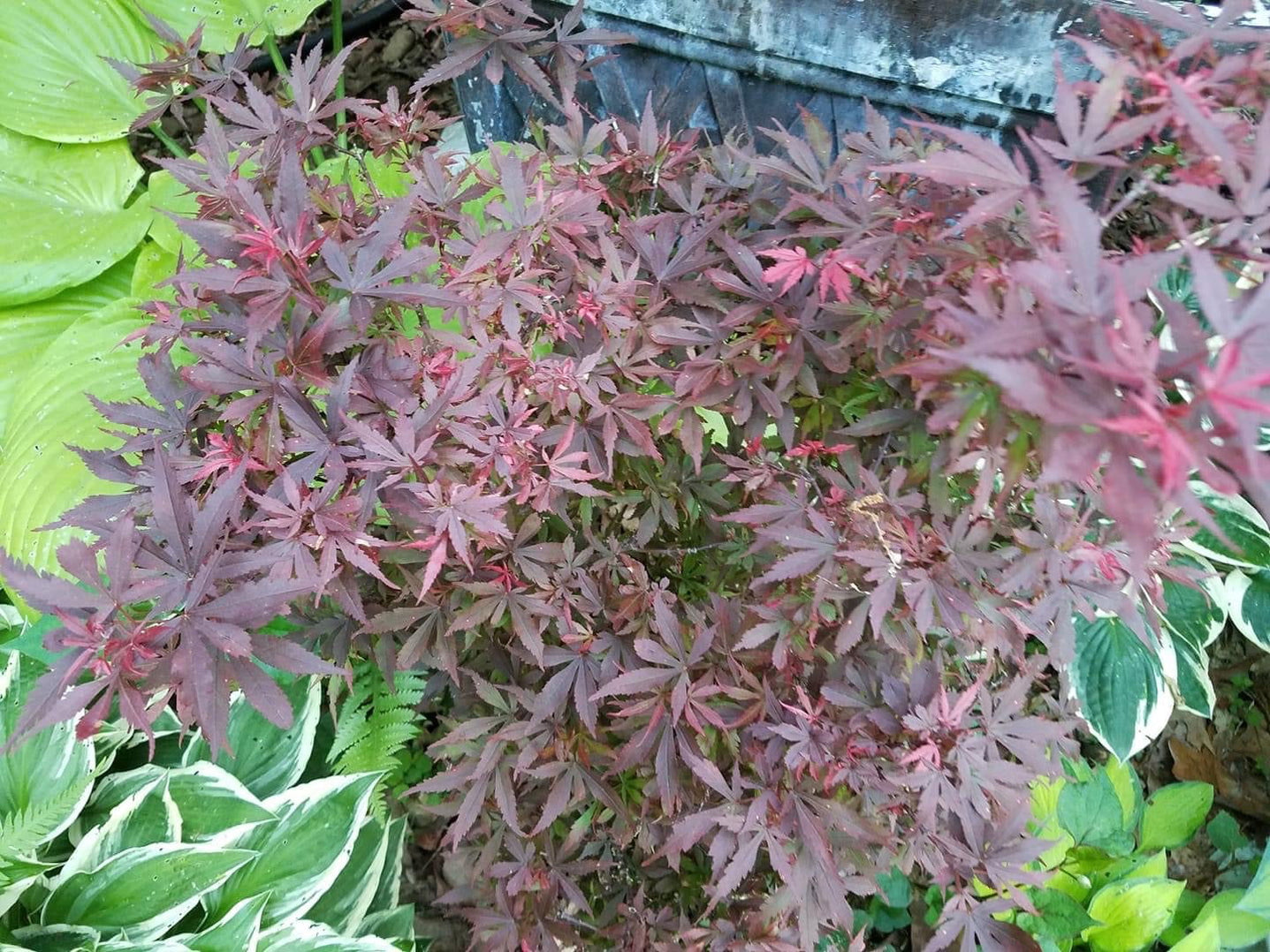 Buy Acer palmatum 'Fireball' Dwarf Japanese Maple — Mr Maple │ Buy ...
