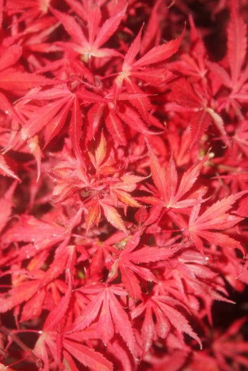 Buy Acer palmatum 'Fireball' Dwarf Japanese Maple — Mr Maple │ Buy ...