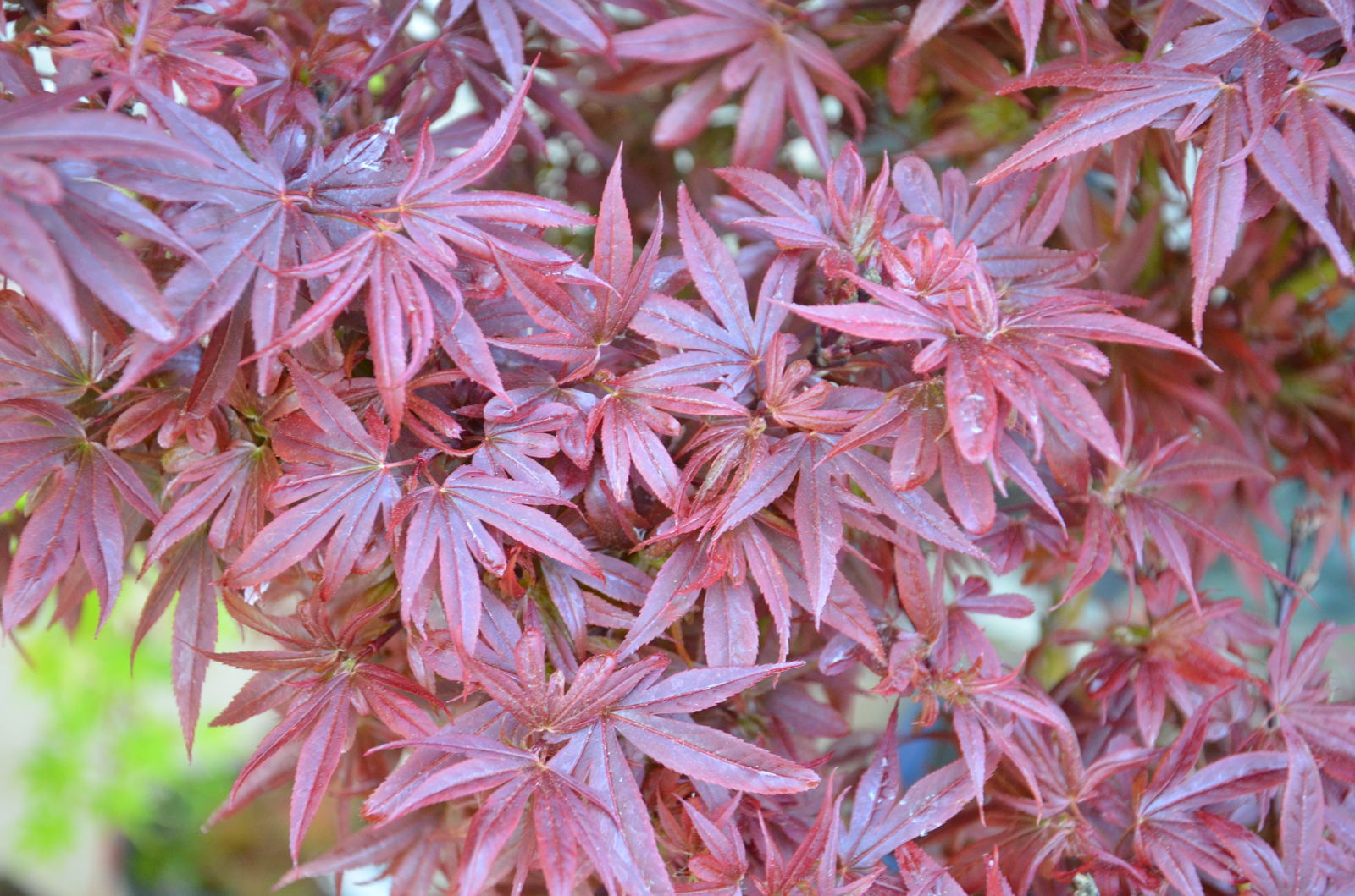 Buy Acer palmatum 'Fireball' Dwarf Japanese Maple — Mr Maple │ Buy ...