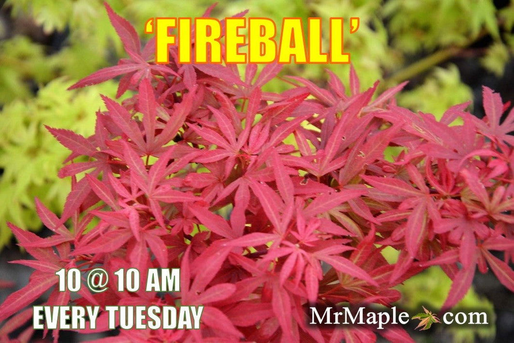Buy Acer palmatum 'Fireball' Dwarf Japanese Maple — Mr Maple │ Buy ...