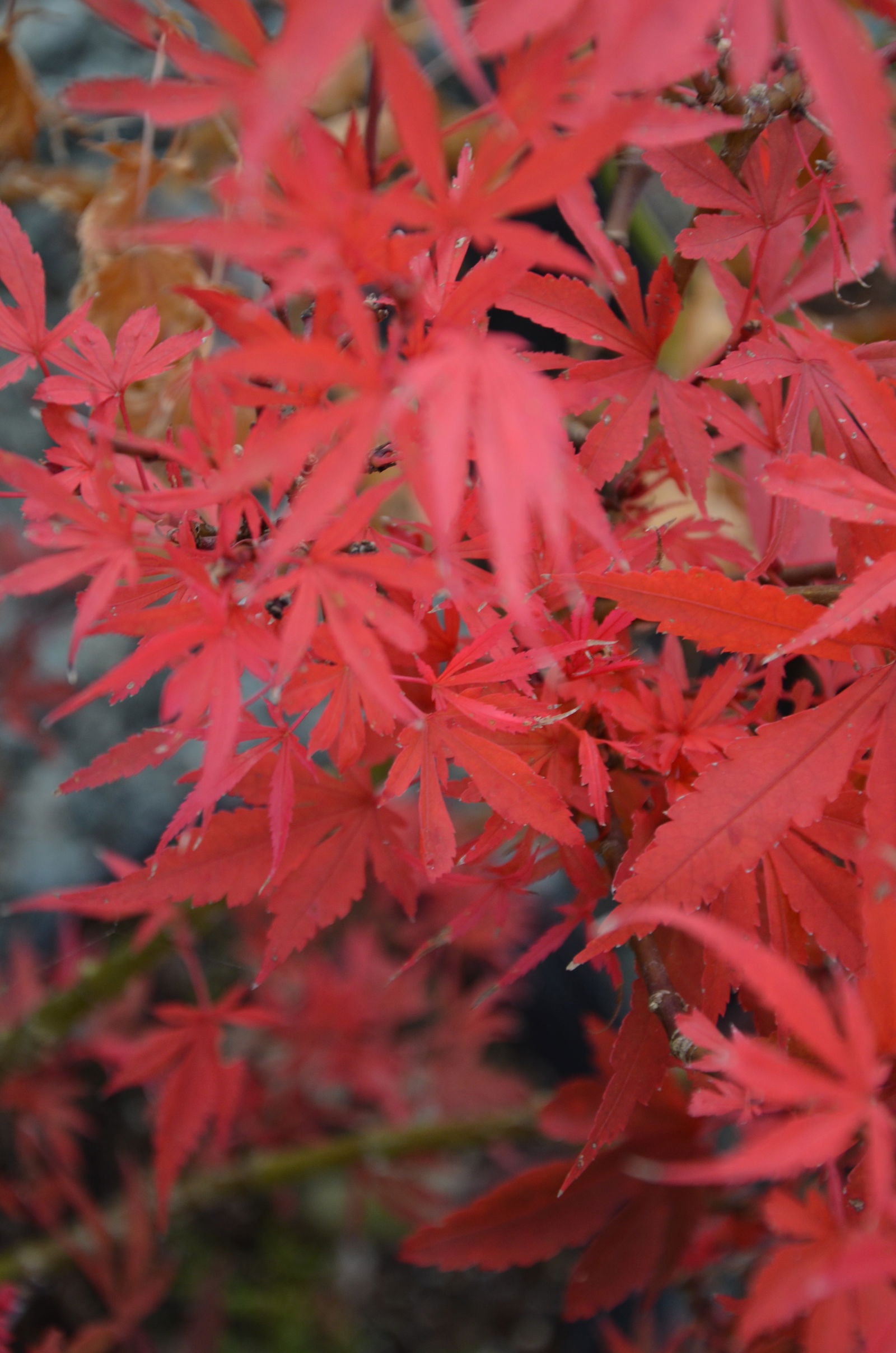 Buy Acer palmatum 'Fireball' Dwarf Japanese Maple — Mr Maple │ Buy ...