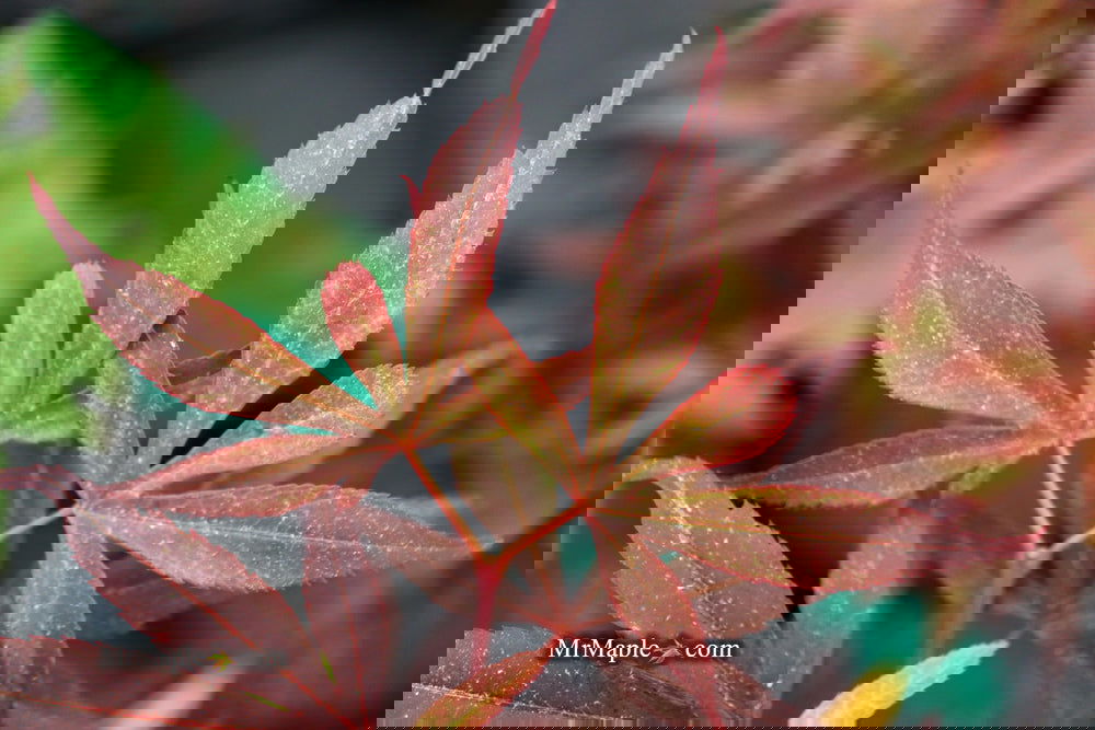 Buy Acer palmatum 'Fireball' Dwarf Japanese Maple — Mr Maple │ Buy ...