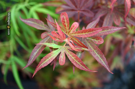 Buy Acer palmatum 'Fireball' Dwarf Japanese Maple — Mr Maple │ Buy ...