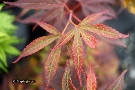 Buy Acer palmatum 'Fireball' Dwarf Japanese Maple — Mr Maple │ Buy ...