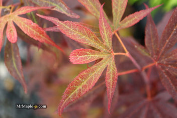 Buy Acer palmatum 'Fireball' Dwarf Japanese Maple — Mr Maple │ Buy ...