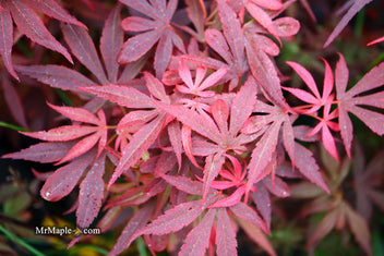 Buy Acer palmatum 'Fireball' Dwarf Japanese Maple — Mr Maple │ Buy ...