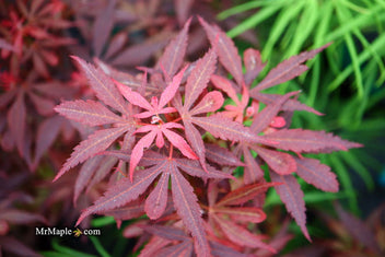 Buy Acer palmatum 'Fireball' Dwarf Japanese Maple — Mr Maple │ Buy ...
