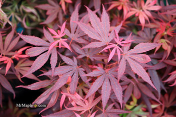 Buy Acer palmatum 'Fireball' Dwarf Japanese Maple — Mr Maple │ Buy ...