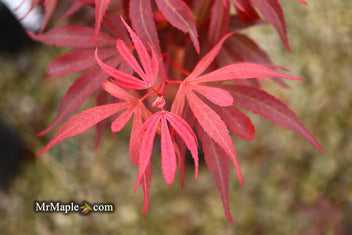 Buy Acer palmatum 'Fireball' Dwarf Japanese Maple — Mr Maple │ Buy ...