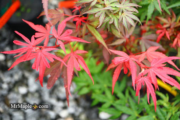 Buy Acer palmatum 'Fireball' Dwarf Japanese Maple — Mr Maple │ Buy ...