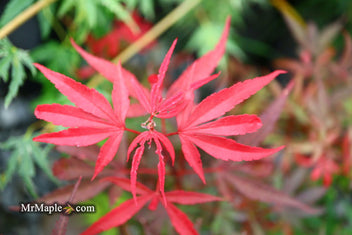 Buy Acer palmatum 'Fireball' Dwarf Japanese Maple — Mr Maple │ Buy ...