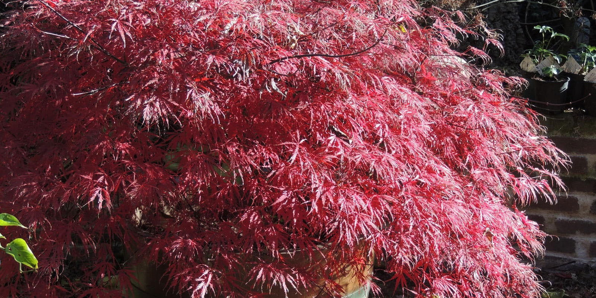 Buy Acer palmatum 'Firecracker' Japanese Maple — Mr Maple │ Buy ...
