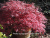 Buy Acer palmatum 'Firecracker' Japanese Maple — Mr Maple │ Buy ...