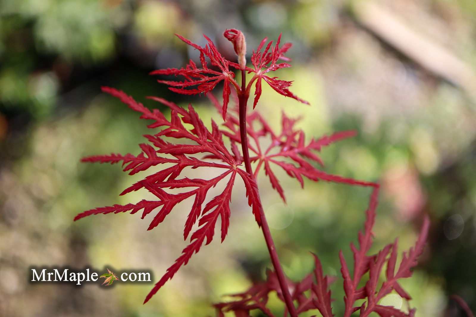 Buy Acer palmatum 'Firecracker' Japanese Maple — Mr Maple │ Buy ...