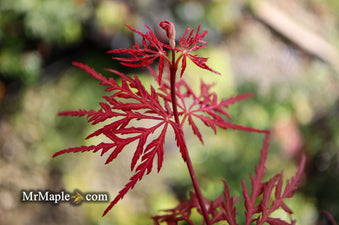 Buy Acer palmatum 'Firecracker' Japanese Maple — Mr Maple │ Buy ...