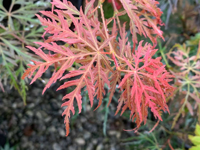 Buy Acer palmatum 'Firecracker' Japanese Maple — Mr Maple │ Buy ...
