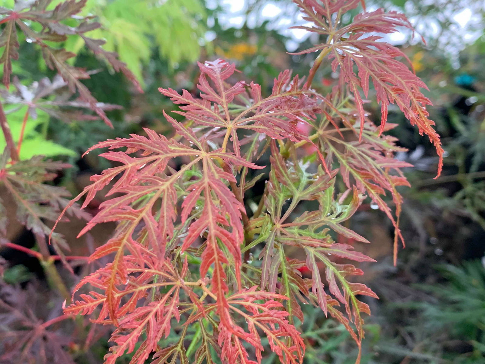 Buy Acer palmatum 'Firecracker' Japanese Maple — Mr Maple │ Buy ...
