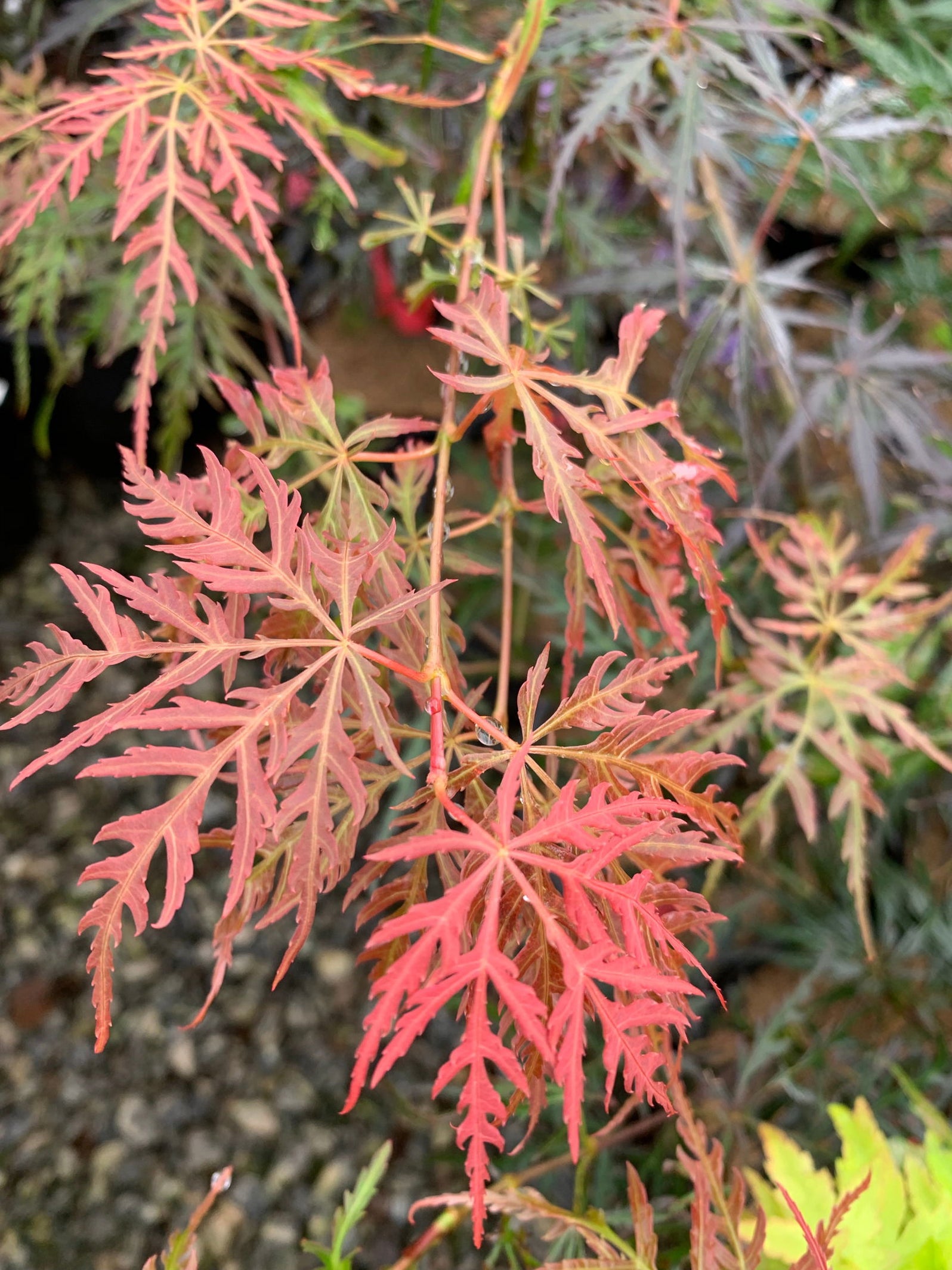 Buy Acer palmatum 'Firecracker' Japanese Maple — Mr Maple │ Buy ...