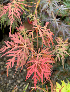 Buy Acer palmatum 'Firecracker' Japanese Maple — Mr Maple │ Buy ...