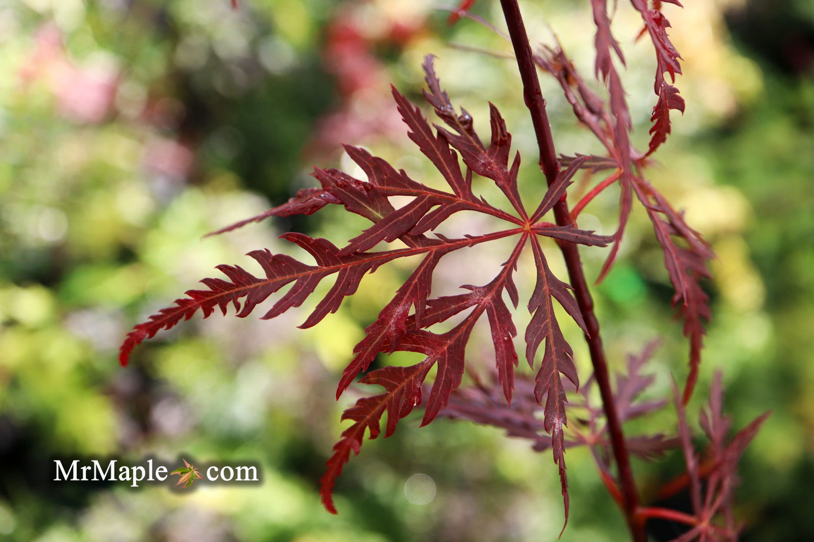 Buy Acer palmatum 'Firecracker' Japanese Maple — Mr Maple │ Buy ...