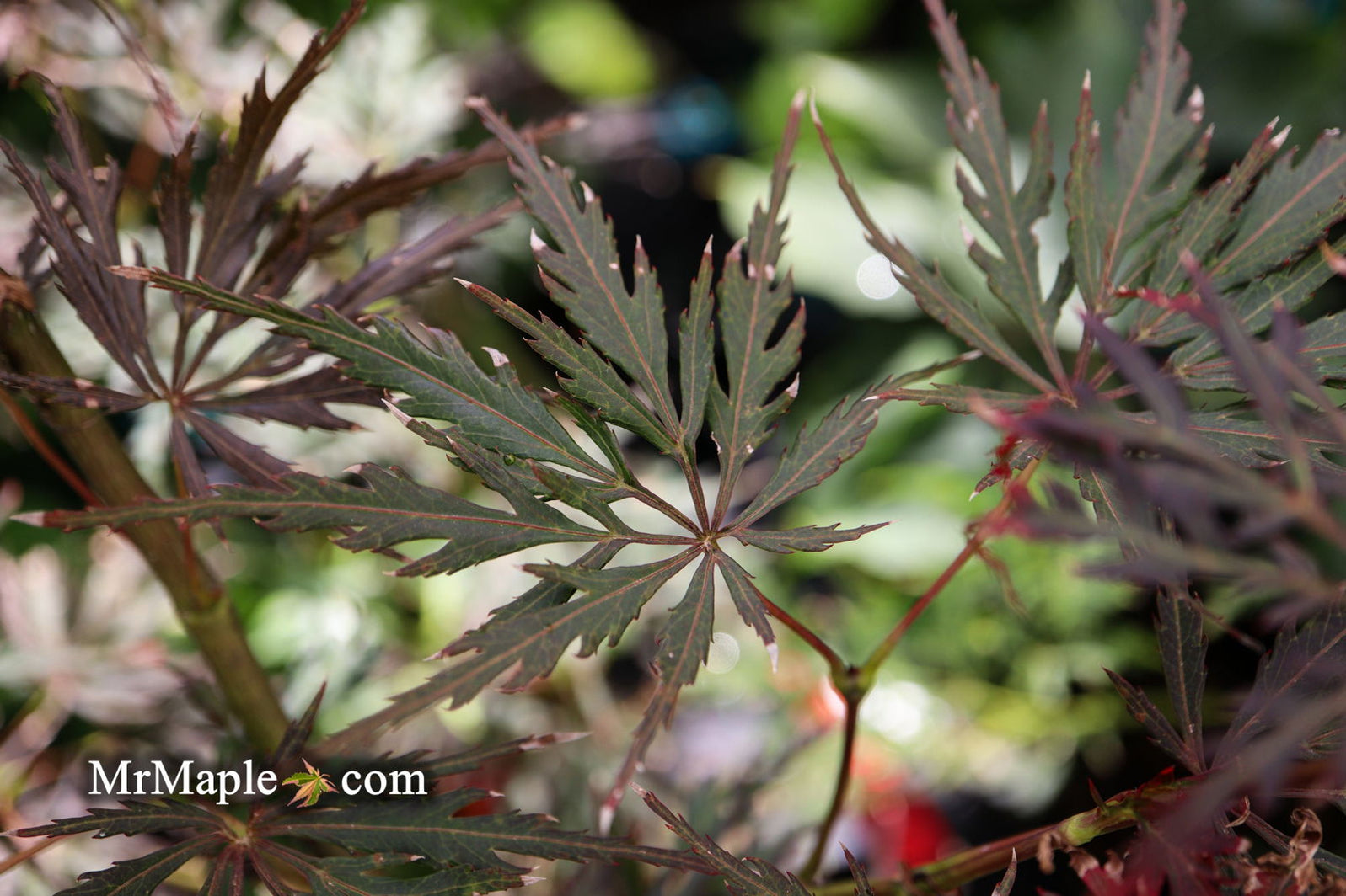 Buy Acer palmatum 'Firecracker' Japanese Maple — Mr Maple │ Buy ...