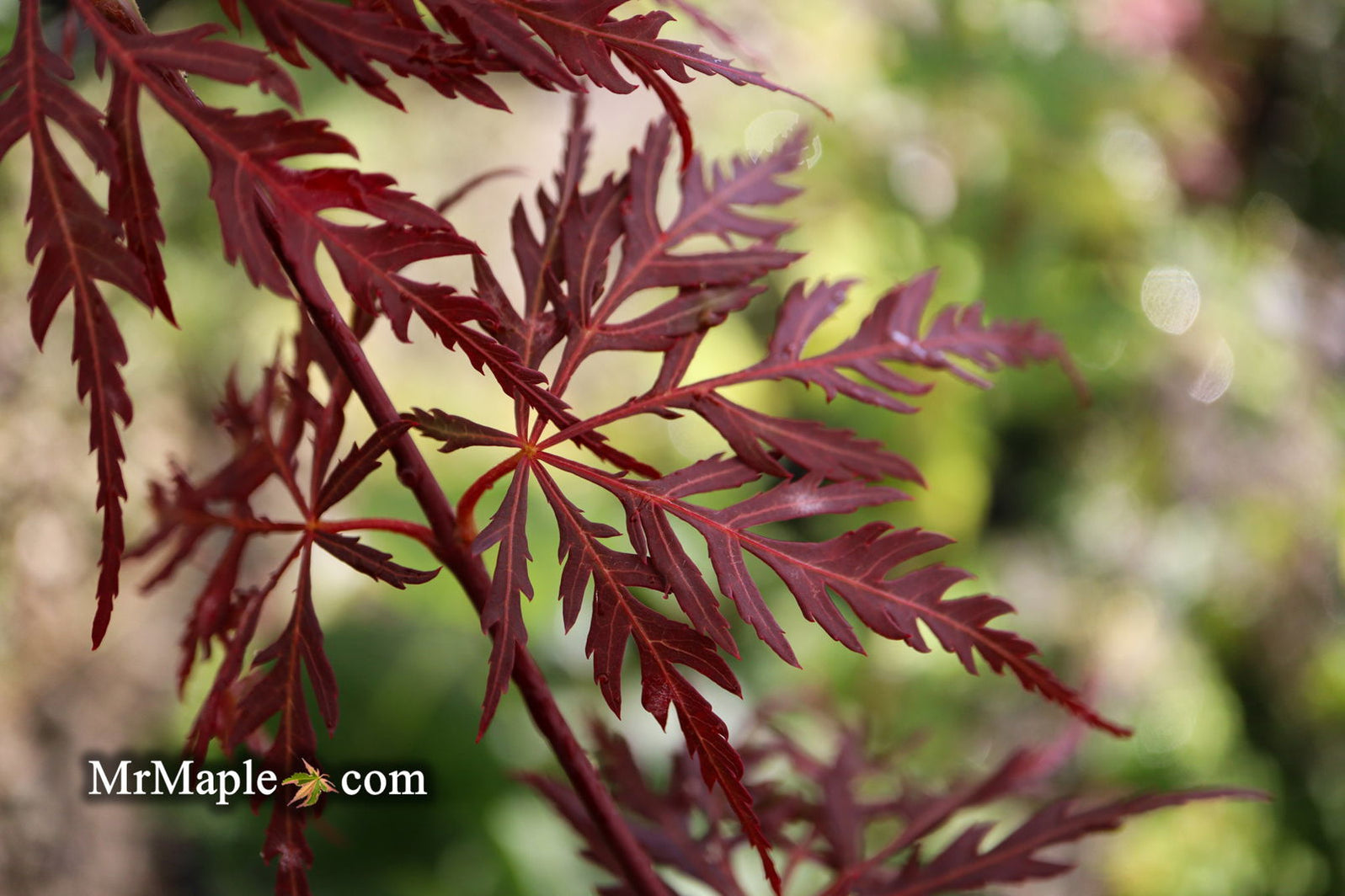 Buy Acer palmatum 'Firecracker' Japanese Maple — Mr Maple │ Buy ...