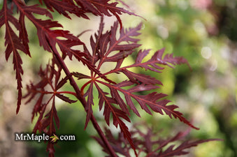 Buy Acer palmatum 'Firecracker' Japanese Maple — Mr Maple │ Buy ...