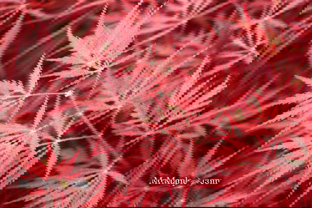 Buy Acer palmatum dissectum 'Firefall' Weeping Red Japanese Maple — Mr ...