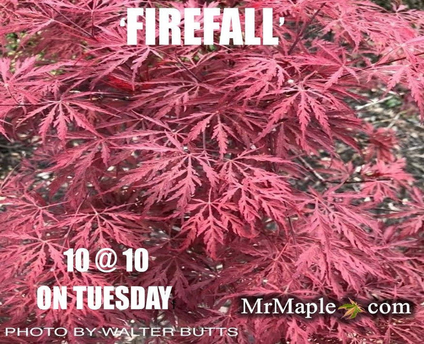 Buy Acer palmatum dissectum 'Firefall' Weeping Red Japanese Maple — Mr ...