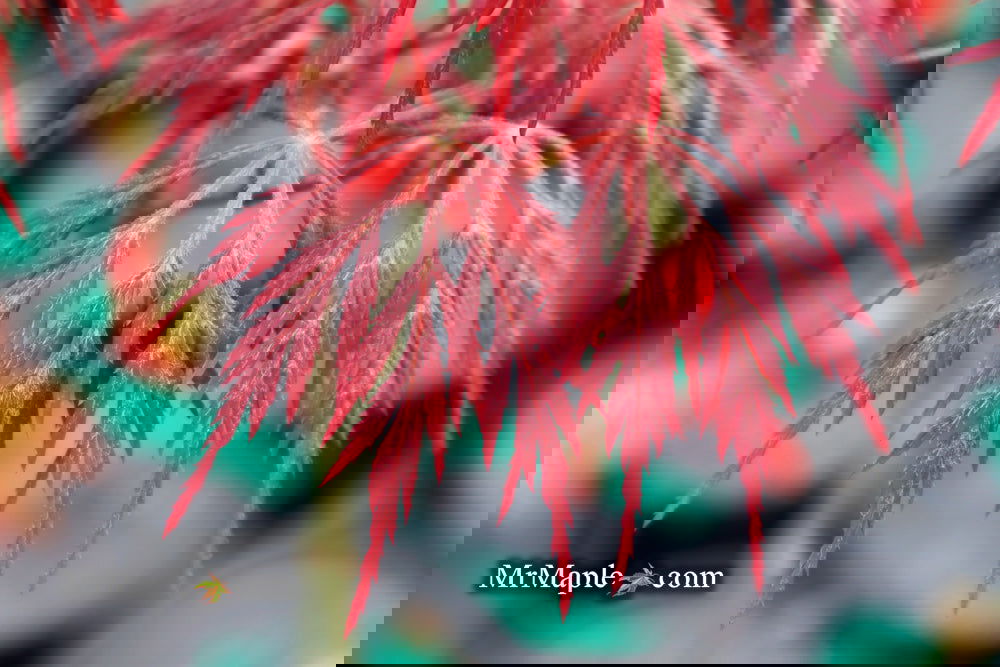 Buy Acer palmatum dissectum 'Firefall' Weeping Red Japanese Maple — Mr ...