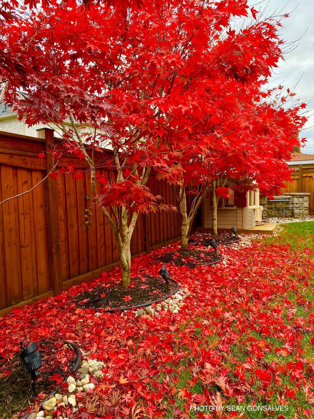 Buy Acer palmatum 'Fireglow' Japanese Maple — Mr Maple │ Buy Japanese ...